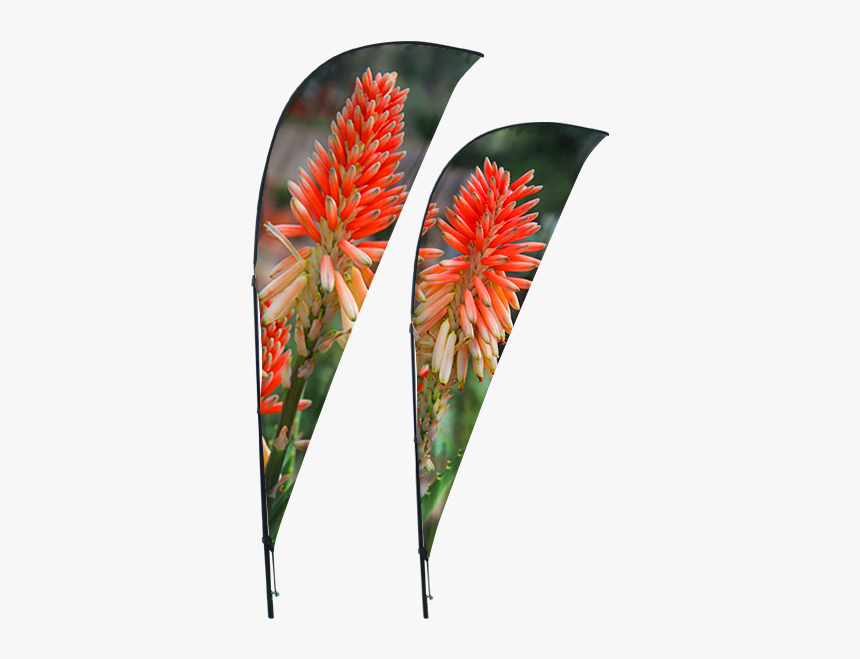 Sharkfin Banner, HD Png Download , Transparent Png Image - PNGitem