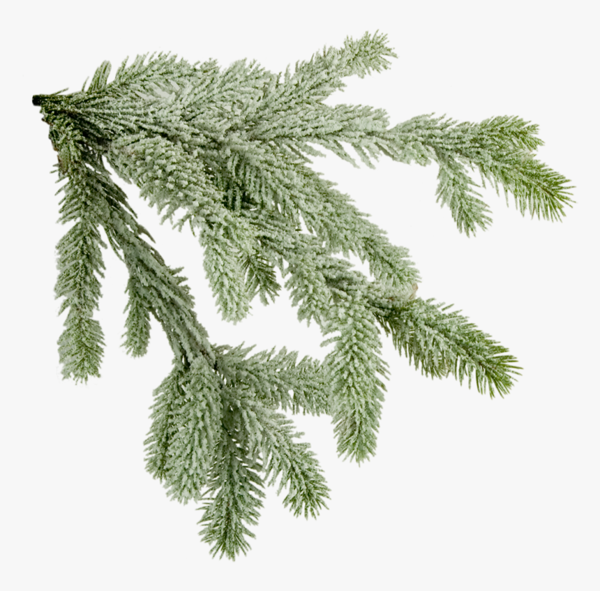 Pine Tree Branch Png Download - Psd Background, Transparent Png ...