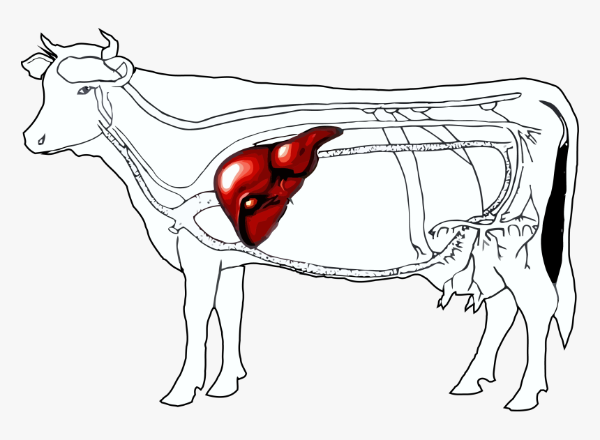 Liver Clipart Beef Liver - Location Of Liver In Cattle, HD Png Download ...