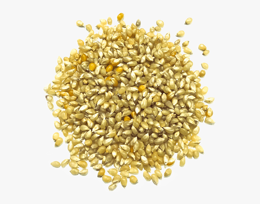 Corn, HD Png Download , Transparent Png Image - PNGitem
