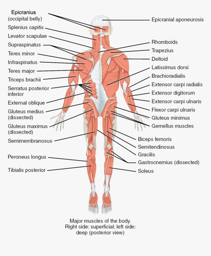 Parts And Functions Of Musculoskeletal System HD Png Download Transparent Png Image PNGitem