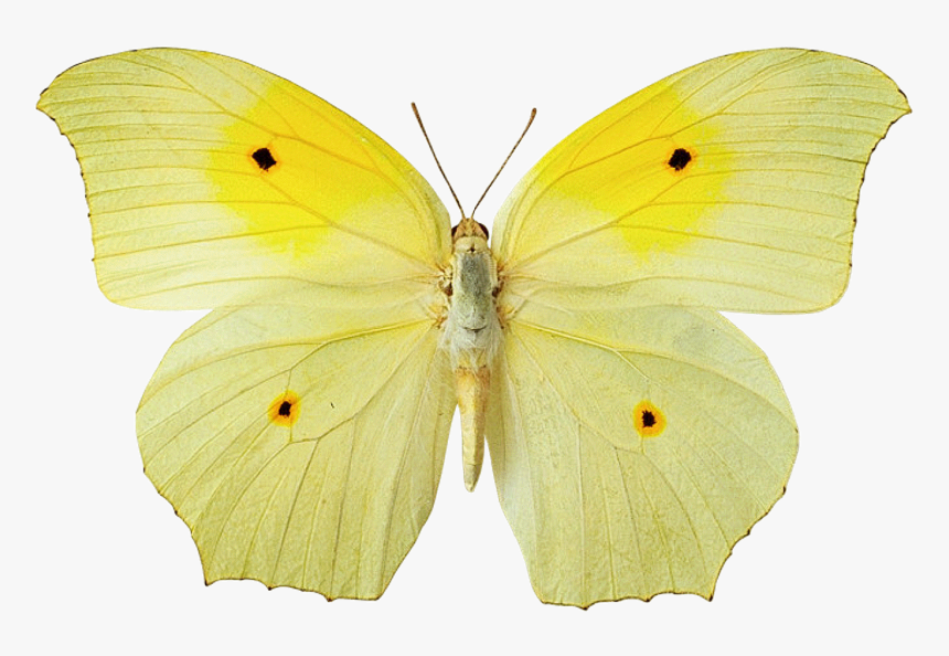 Transparent Buterfly Png - Yellow Butterfly No Background, Png Download ...