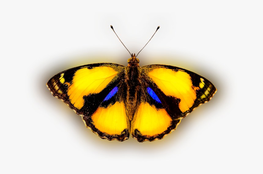 Transparent Yellow Butterfly Png - Animals That Fly Png, Png Download ...