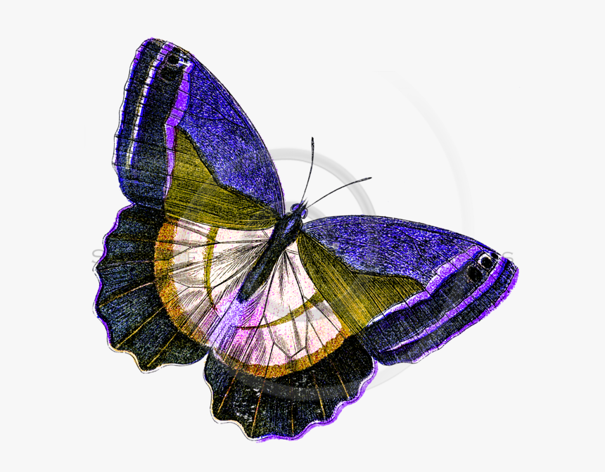 Yellow Butterfly Png , Png Download - Purple And Yellow Butterflies ...