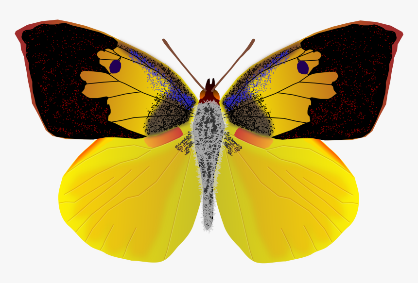 Dogface Butterfly Clip Arts - Male Dog Face Butterfly, HD Png Download ...