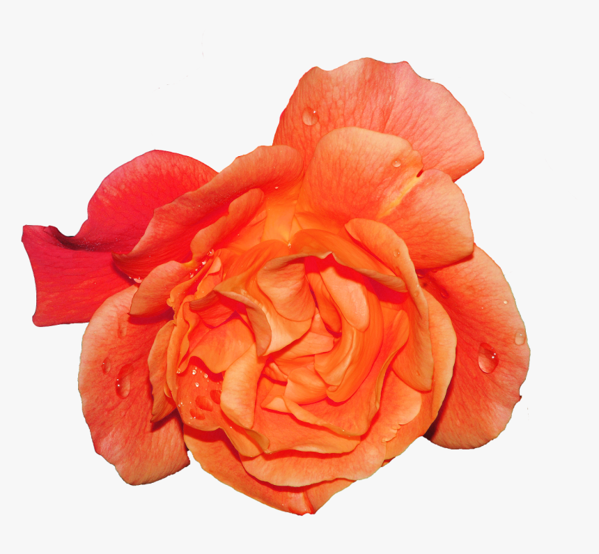 Rose, HD Png Download , Transparent Png Image - PNGitem