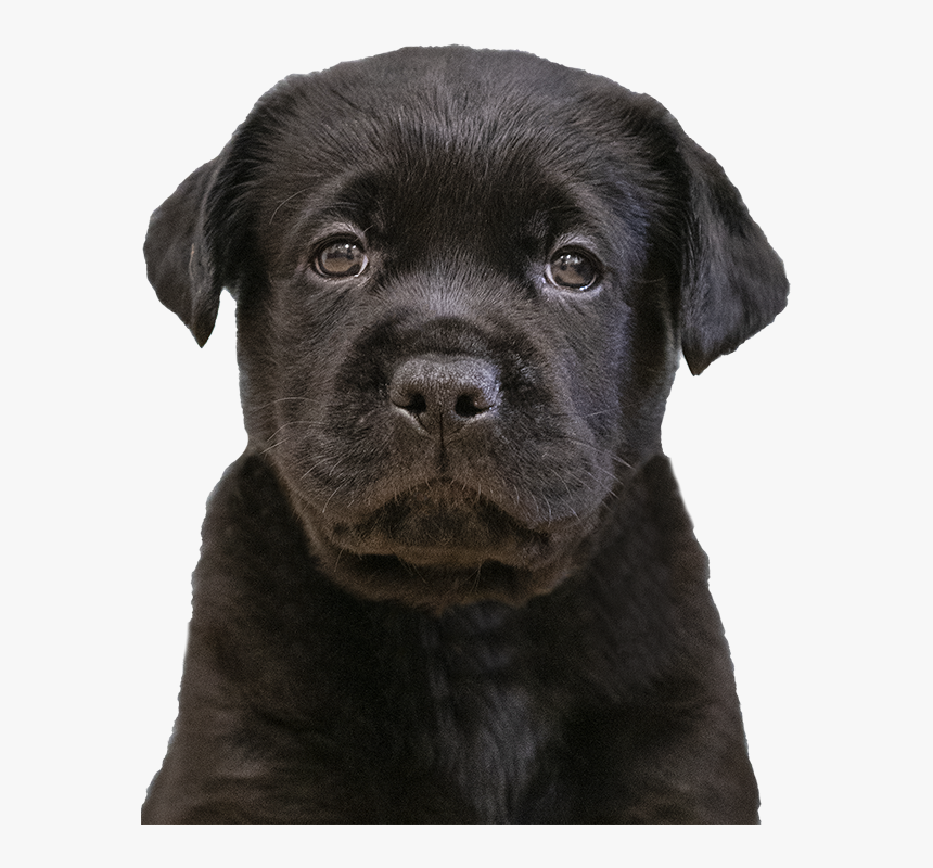 Sponsor A Puppy - Labrador Retriever, HD Png Download , Transparent Png ...