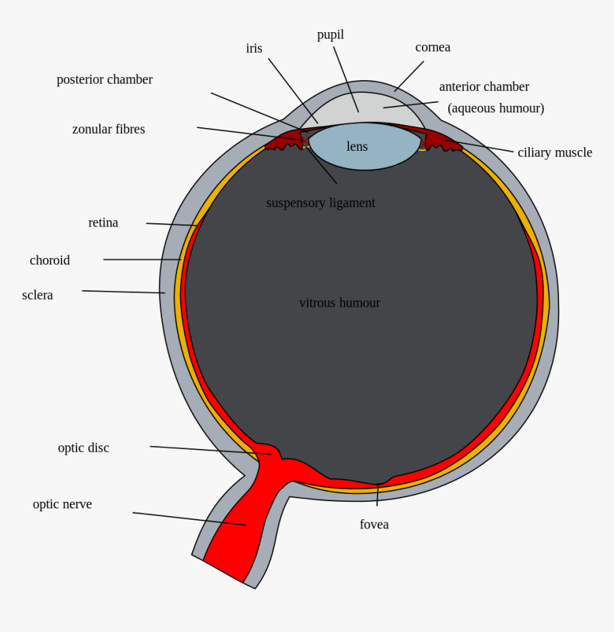 Optic Disc Of Eye, HD Png Download , Transparent Png Image - PNGitem