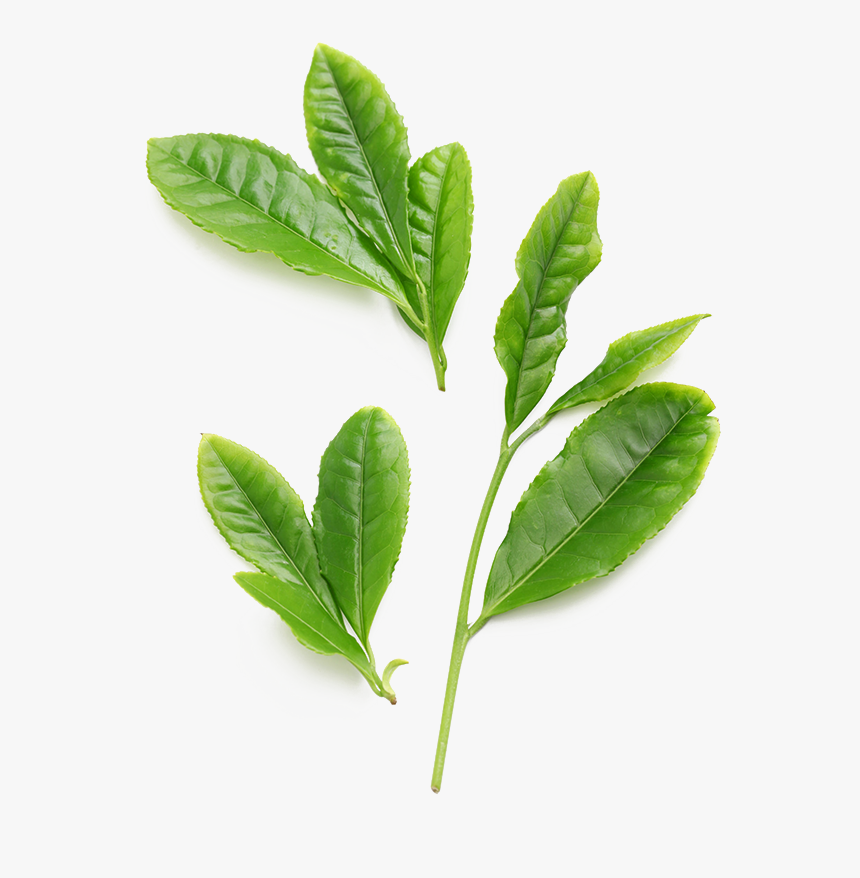 Green Tea Japan Leaf, HD Png Download , Transparent Png Image - PNGitem