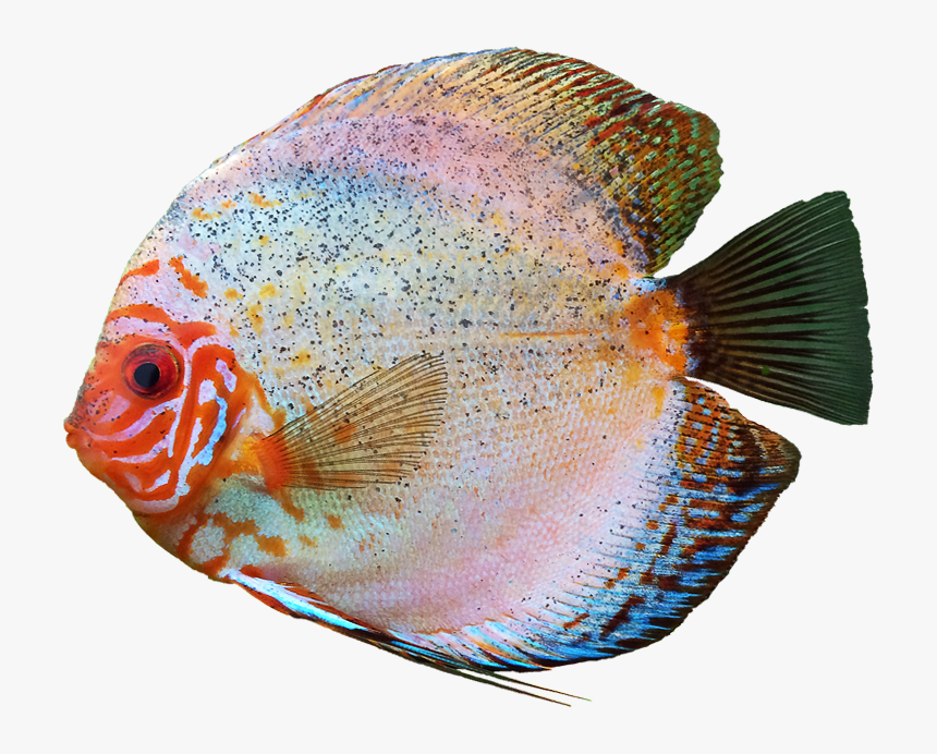 Discus Fish Transparent Background Image - Colourful Fish Transparent ...