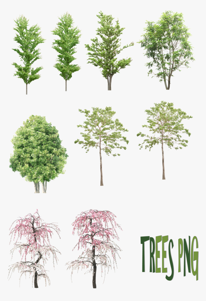Architecture Tree Sketches Png, Transparent Png , Transparent Png Image ...