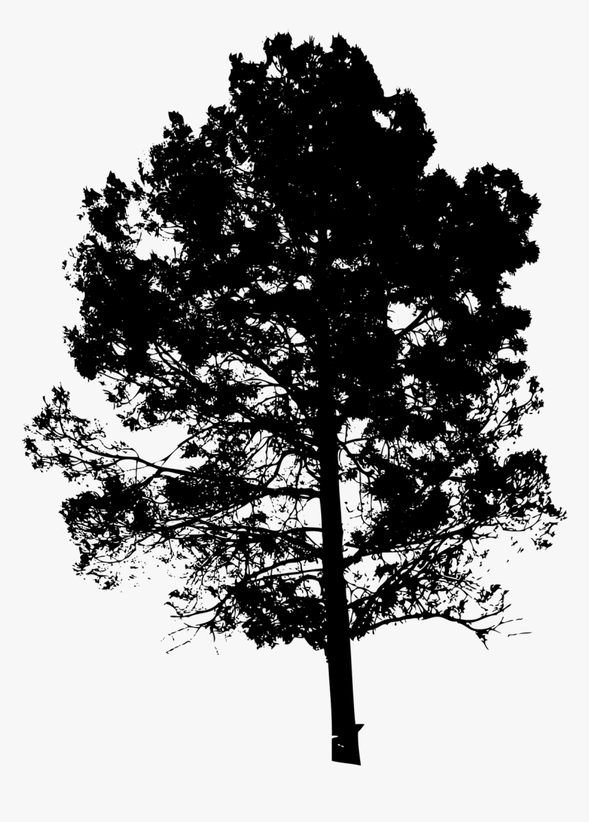 Tree Vector, HD Png Download , Transparent Png Image - PNGitem