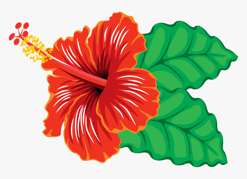 Flower, Hibiscus, Tropical - Hibiscus Clipart, HD Png Download ...
