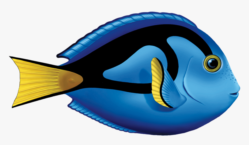 Porc-ta80 Blue Tang Copy - Blue Tang Fish Clipart, HD Png Download ...