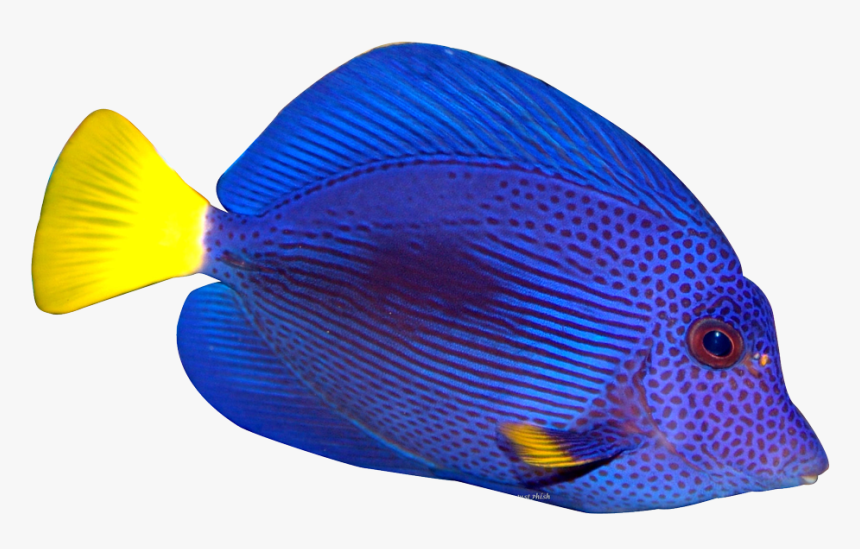 Download Blue Fish Png Transparent Image For Designing - Tropical Fish ...