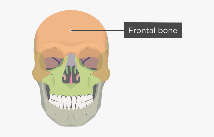 Head Bone Marking