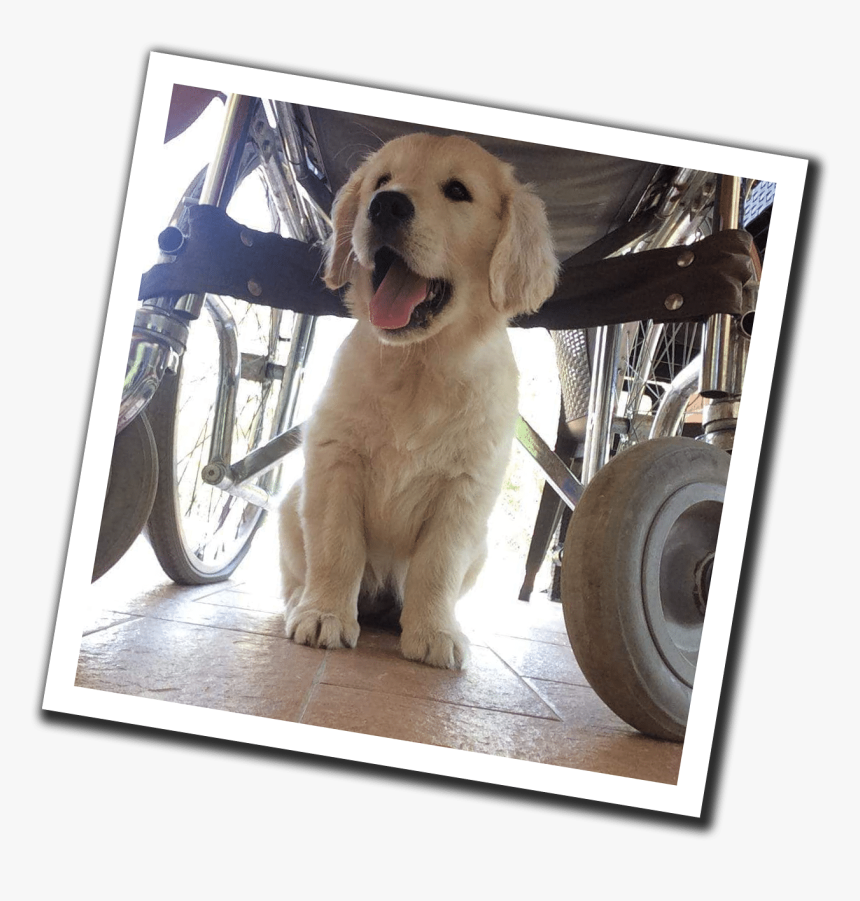 Training Social Service Dogs In The Heart Of Tuscany - Golden Retriever ...