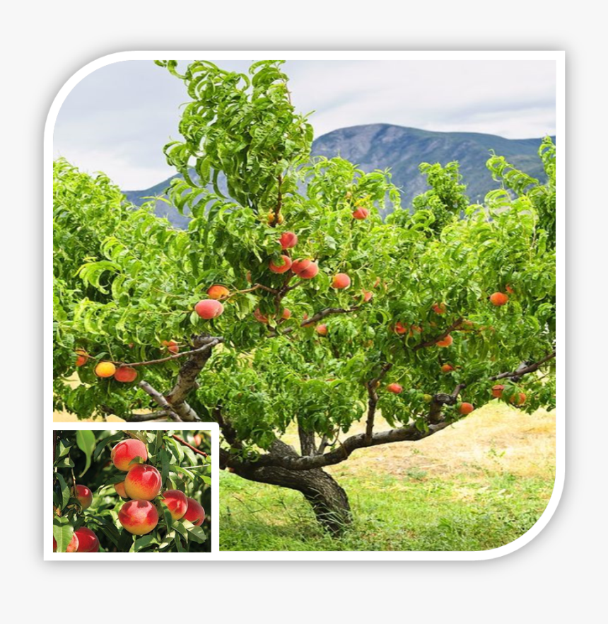Picture - Peach Trees, HD Png Download , Transparent Png Image - PNGitem