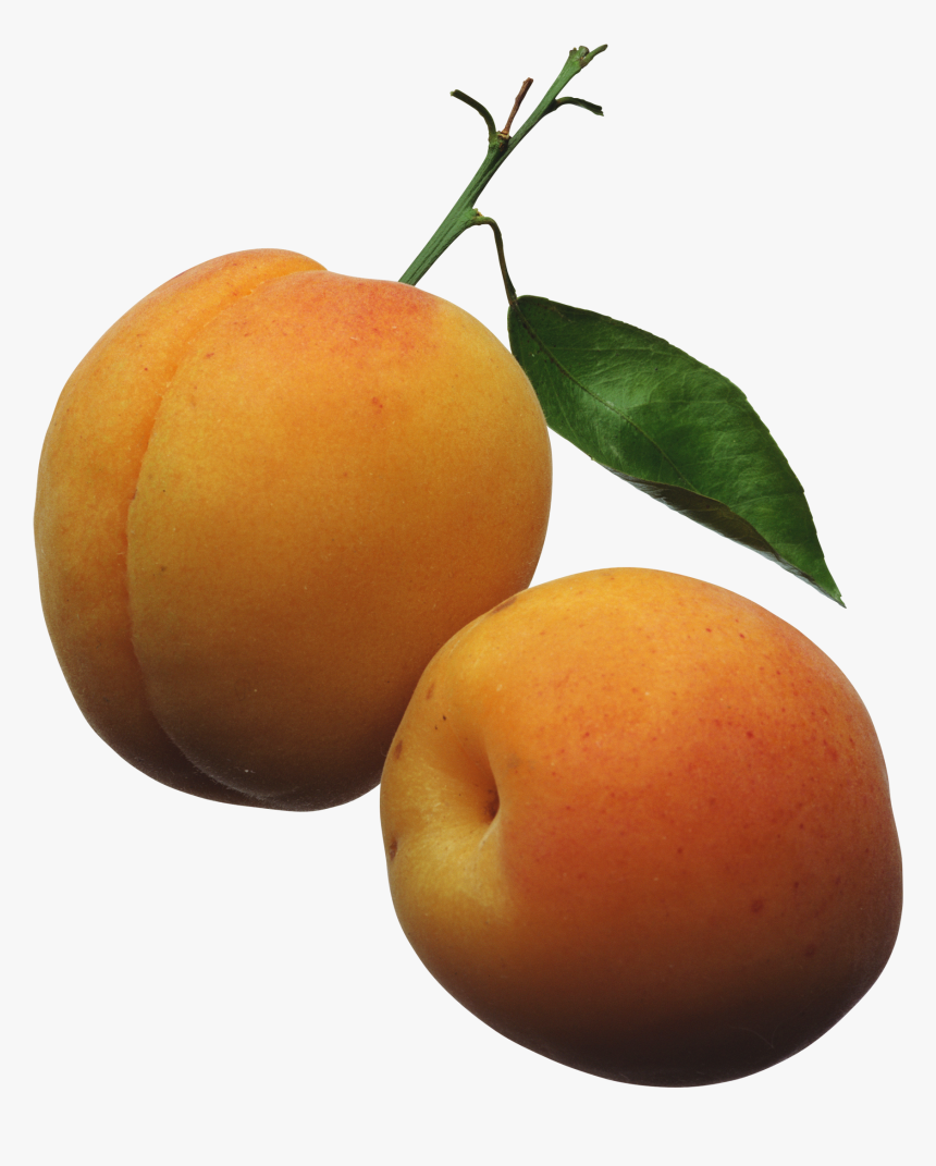 Fruit Tree Png, Transparent Png , Transparent Png Image - PNGitem