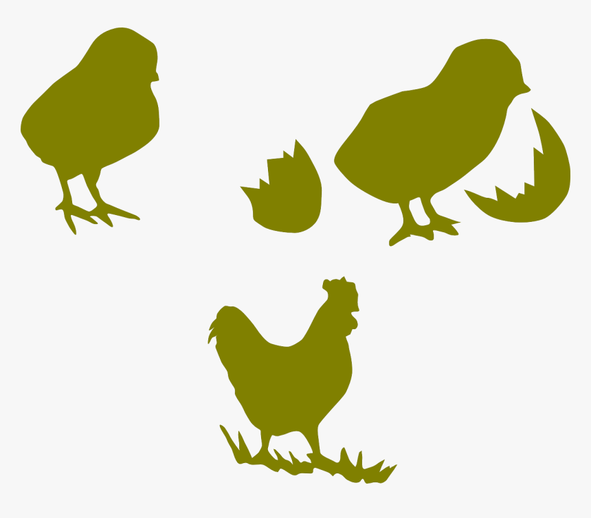 Chicken Chick Illustration Vector, HD Png Download , Transparent Png ...