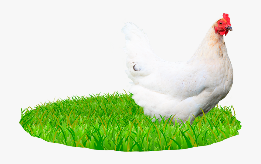 Image Of Chicken - Transparent Chicken Poultry Farming, HD Png Download ...