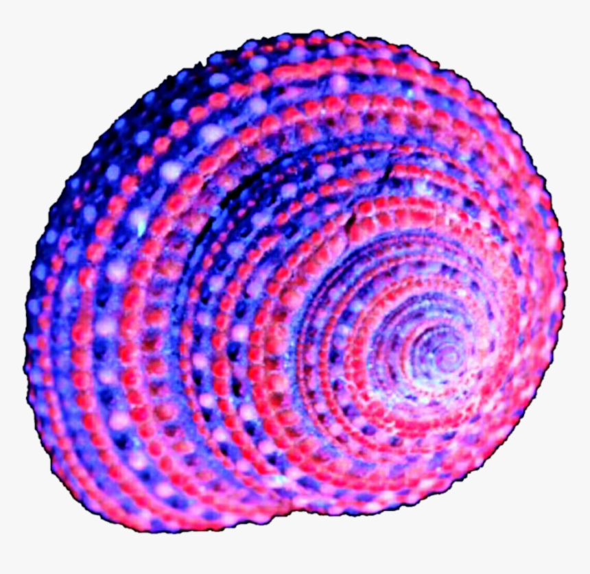 Purple Shell Clipart - Pink And Purple Seashell, HD Png Download ...