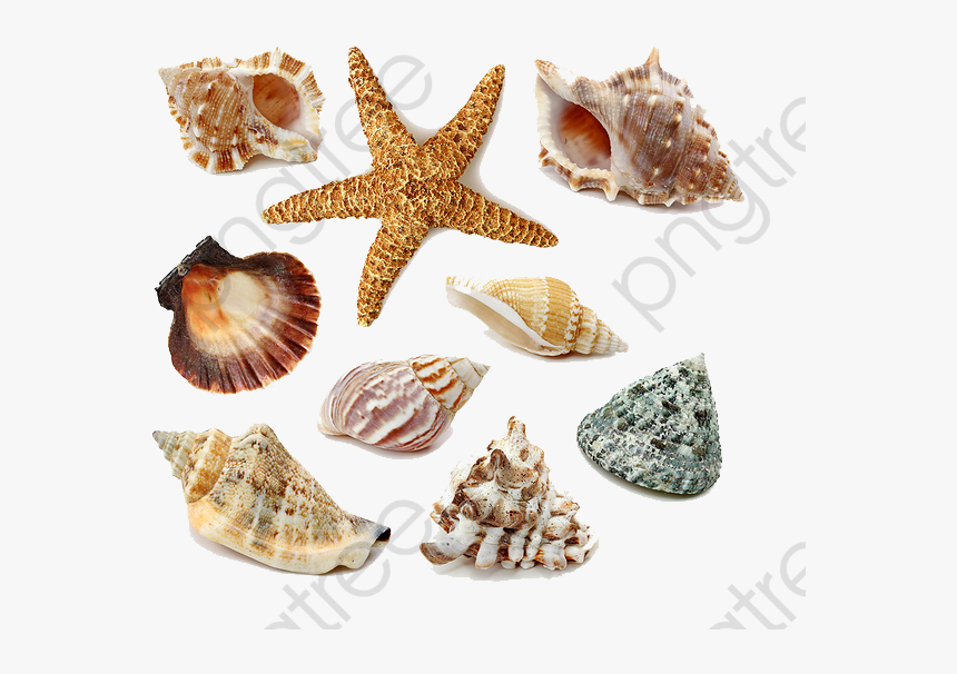 Transparent Seashells Clipart - Seashells Png Free, Png Download ...
