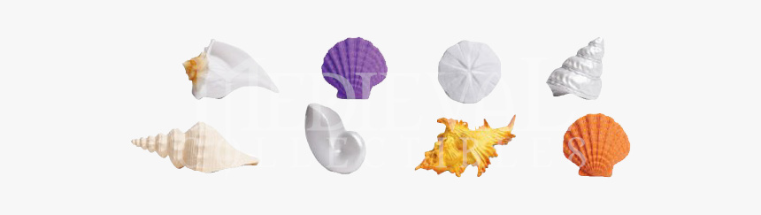 Seashells Toobs, HD Png Download , Transparent Png Image - PNGitem
