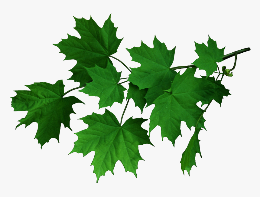 Green Maple Leaf Png