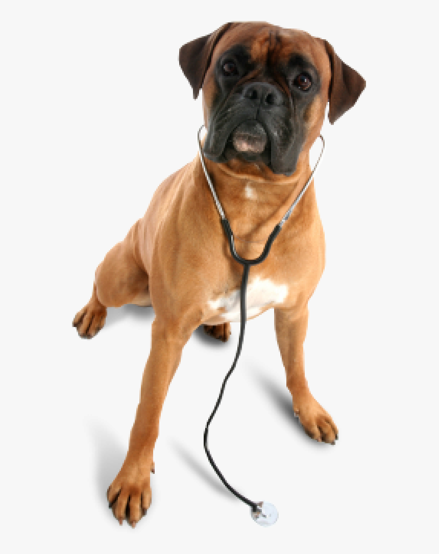Dog In Chain Png - Animal Vet Png, Transparent Png , Transparent Png ...