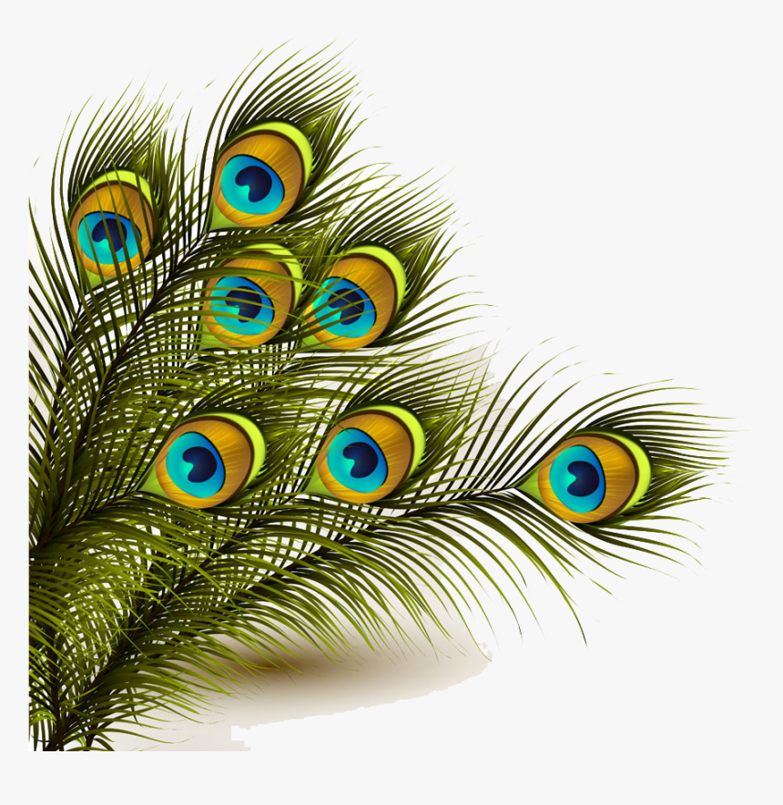 Colorful Peacock Feather Drawing