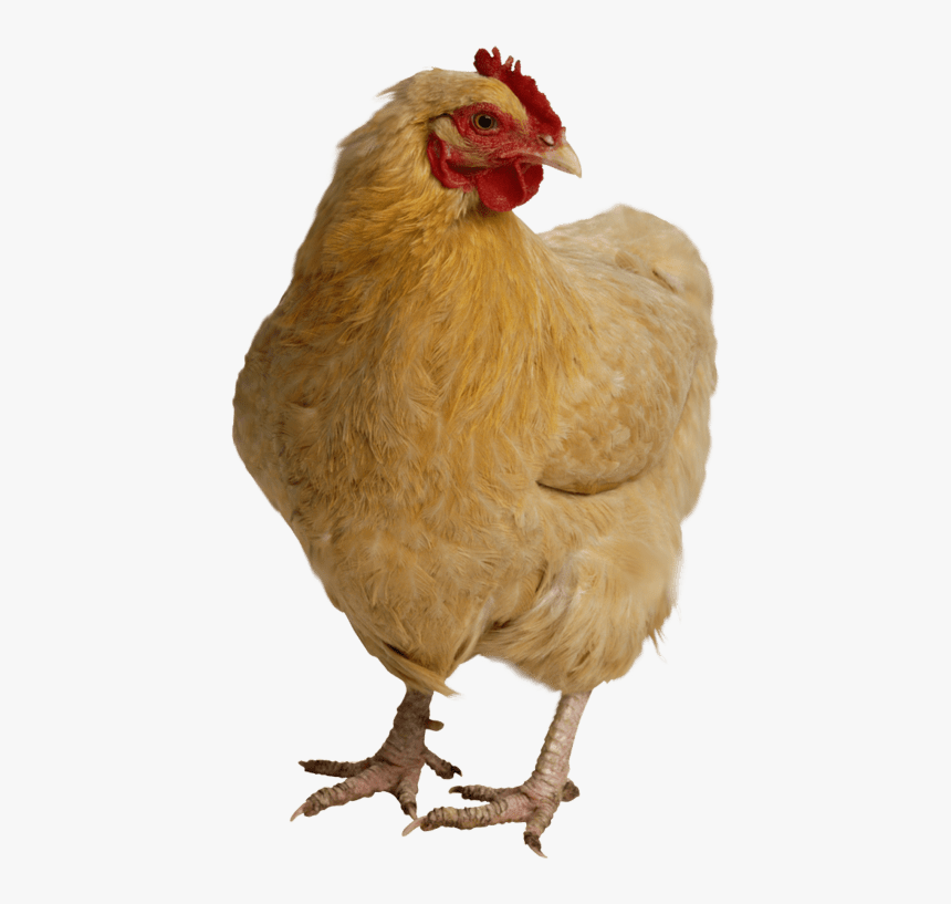 Transparent Chicken Png Transparent - Chicken High Res Png, Png ...