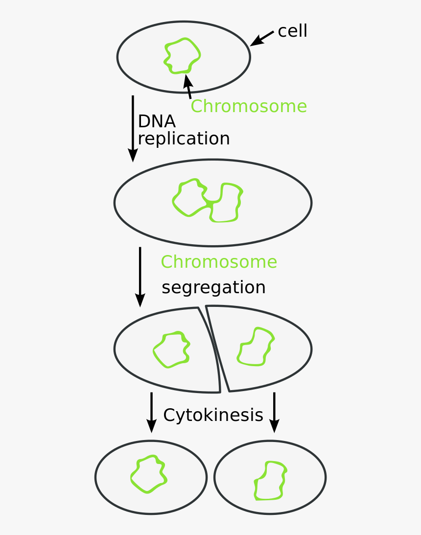 Binary Fission Labeled Diagram, HD Png Download , Transparent Png Image ...