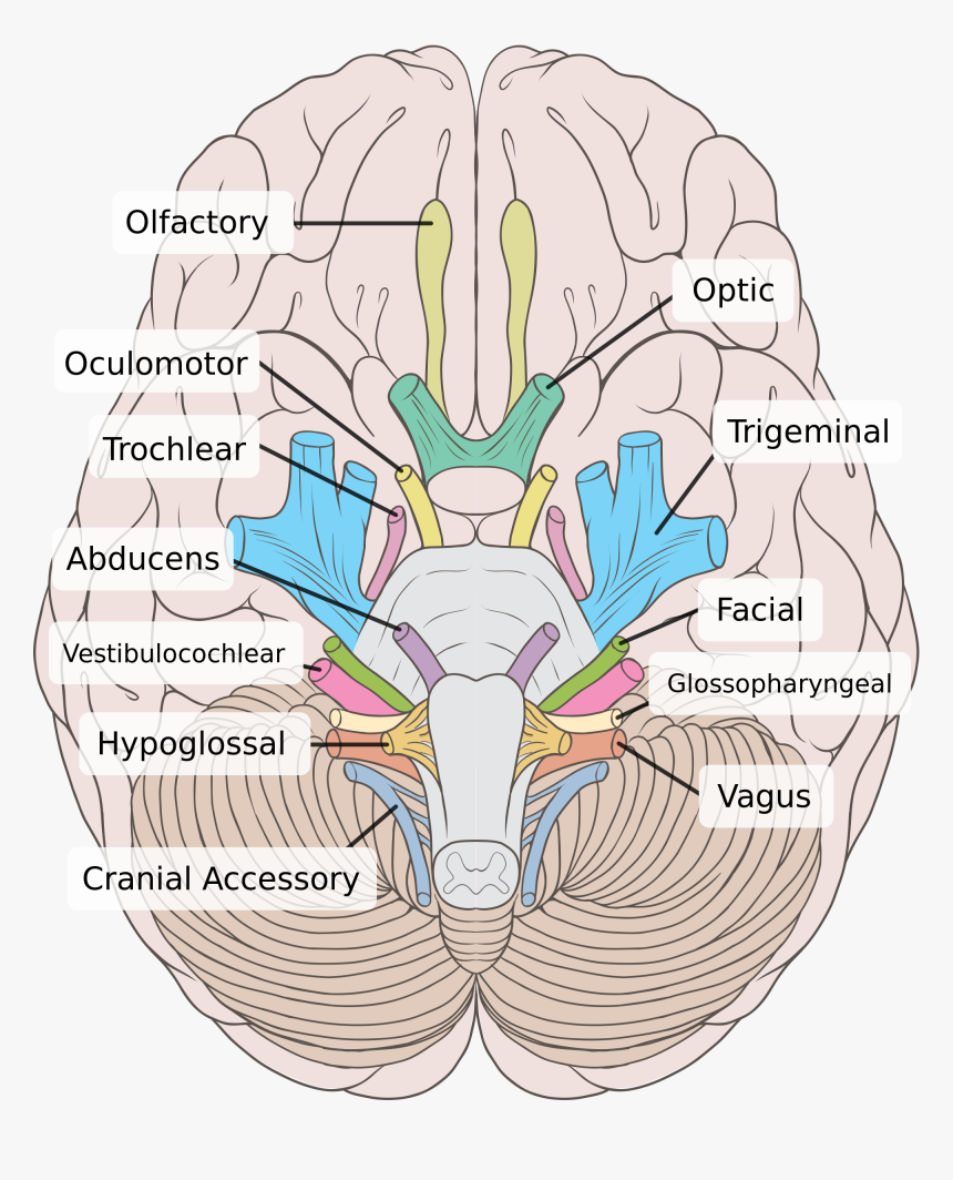 Cranial Nerves Labeled, HD Png Download , Transparent Png Image - PNGitem