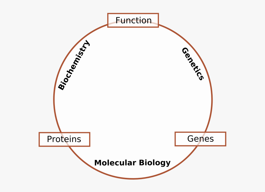 Molecular Biology, HD Png Download , Transparent Png Image - PNGitem