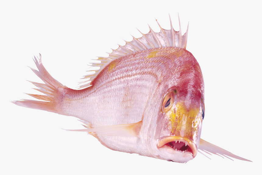 Cardinal Peixe, HD Png Download , Transparent Png Image - PNGitem