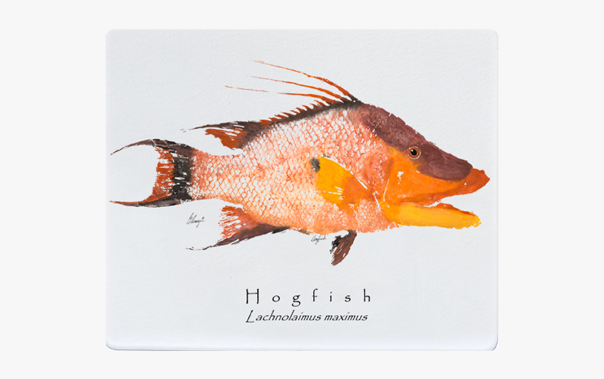 Rock Cod, HD Png Download , Transparent Png Image - PNGitem