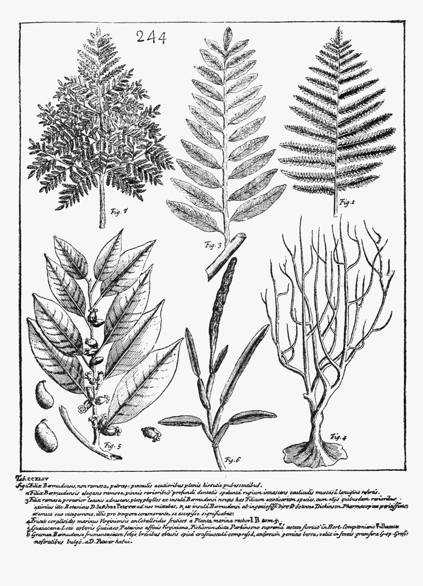 Psm V70 D509 Species Of Dryopteris Still Growing In - Illustrate Draw ...