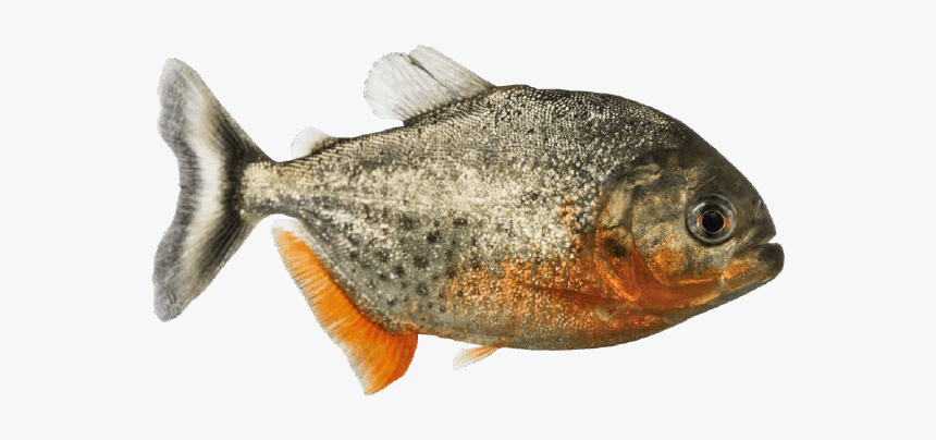 Snapper, HD Png Download , Transparent Png Image - PNGitem