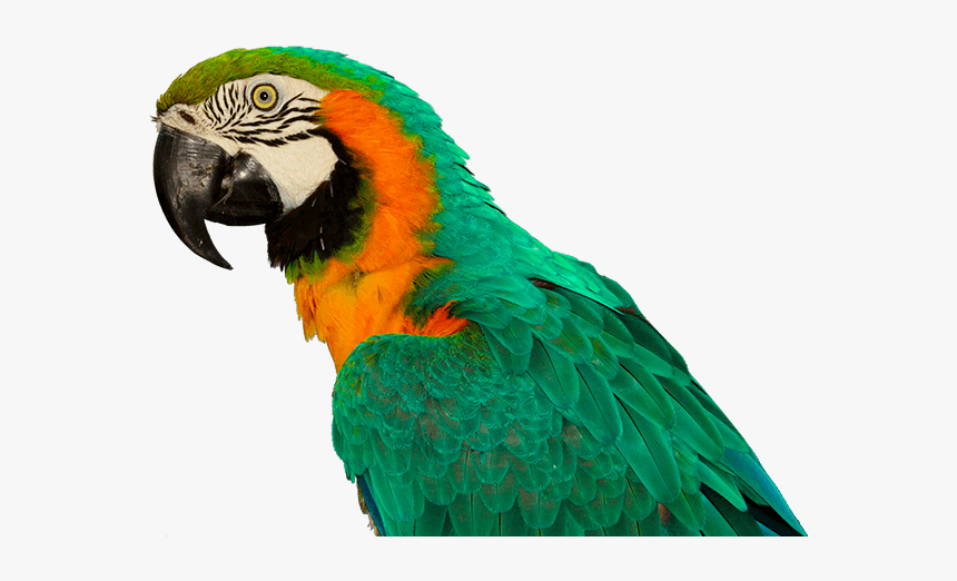 Bird, HD Png Download , Transparent Png Image - PNGitem