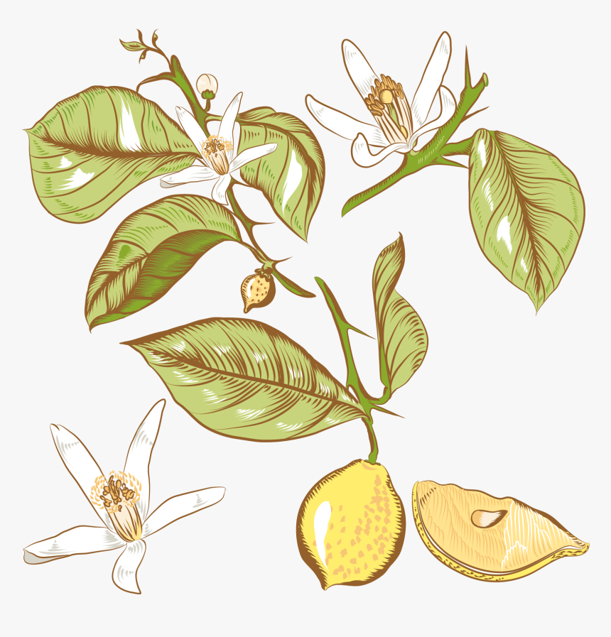 Lemon Flower Drawing Royalty - Lemon Flower Drawing, HD Png Download ...
