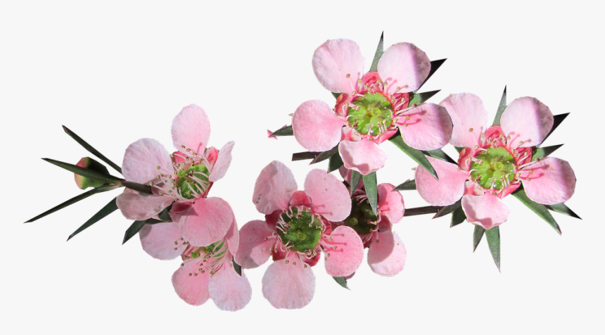 Tea Tree Png Free, Transparent Png , Transparent Png Image - PNGitem