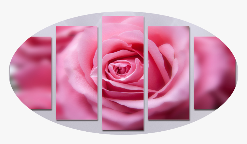 Second Open Pink Rose - Out Of Focus Roses, HD Png Download ...