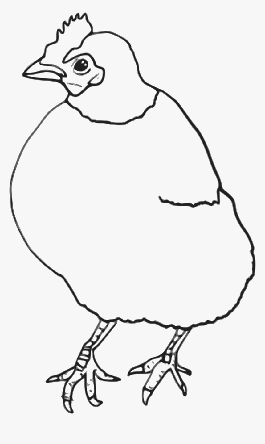 Hen Outline Clip Arts - Transparent Chicken Outline, HD Png Download ...