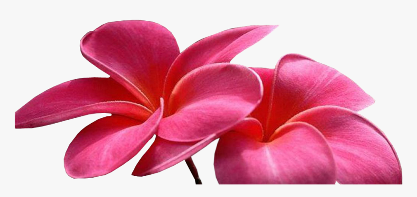 Animated Png Flowers, Transparent Png , Transparent Png Image - PNGitem