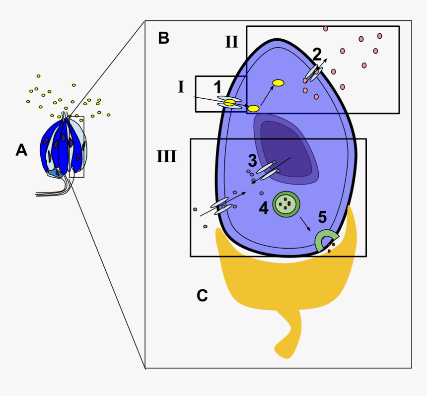 Taste Receptor Cell Diagram, HD Png Download , Transparent Png Image ...