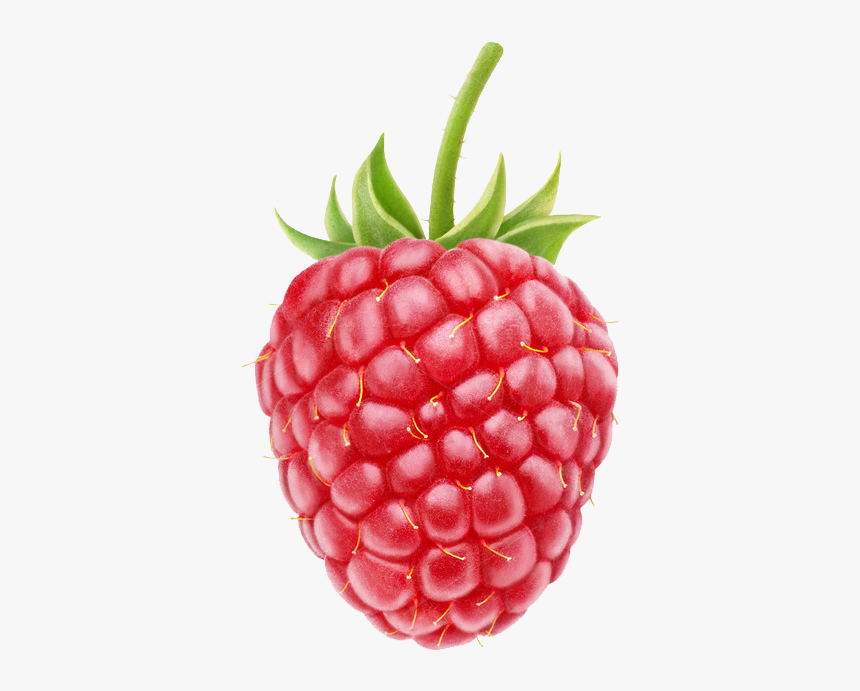 Berry - Transparent Background Raspberry Png, Png Download ...