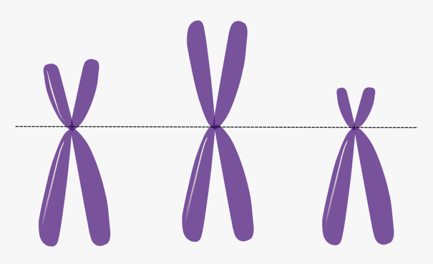 Chromosomes, Genetics, Metacentric, Purple, Science, - Telomeres ...