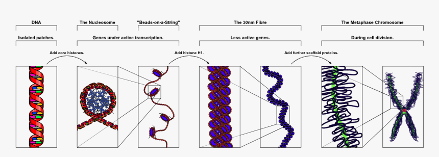 Tertiary Structure Of Dna