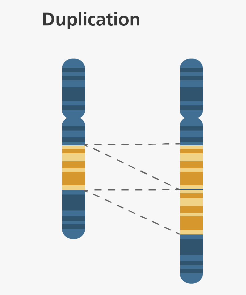 Chromosome Duplication , Png Download - Gene Duplication Genetics ...